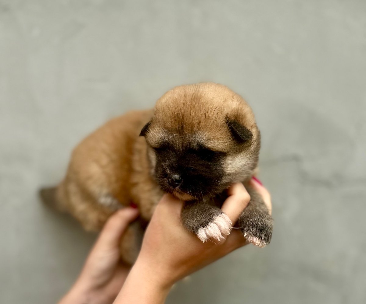 Chiots & Chatons à Vendre - Petites Annonces Éleveurs Vérifiés | Kiba ...